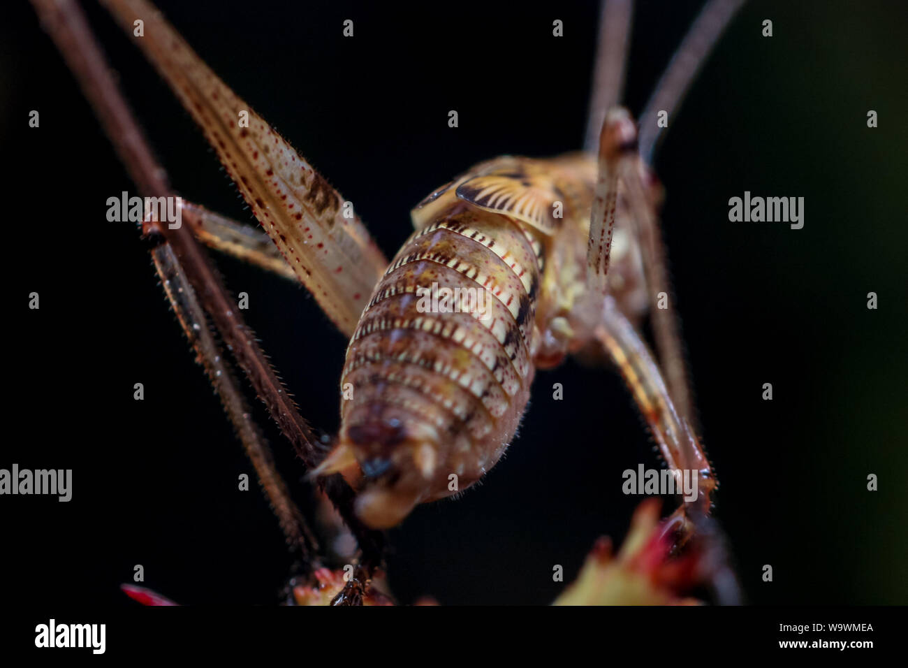 Orthoptera tettigoniidae hi-res stock photography and images - Alamy