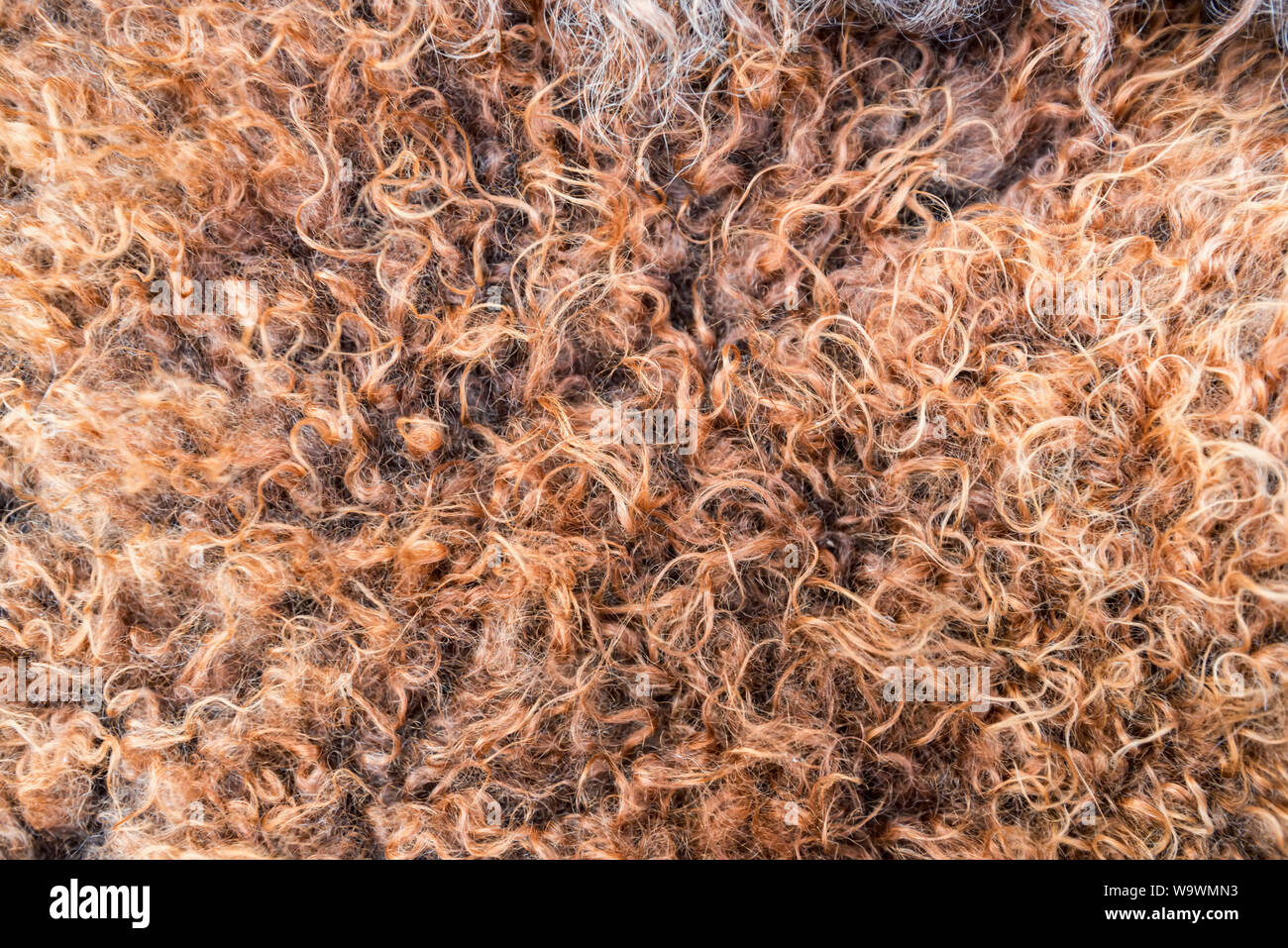 Close up of natural brown fur texture background Stock Photo - Alamy