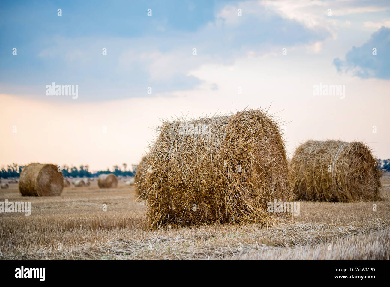 Big round haystacks on field in countryside Stock Photo - Alamy