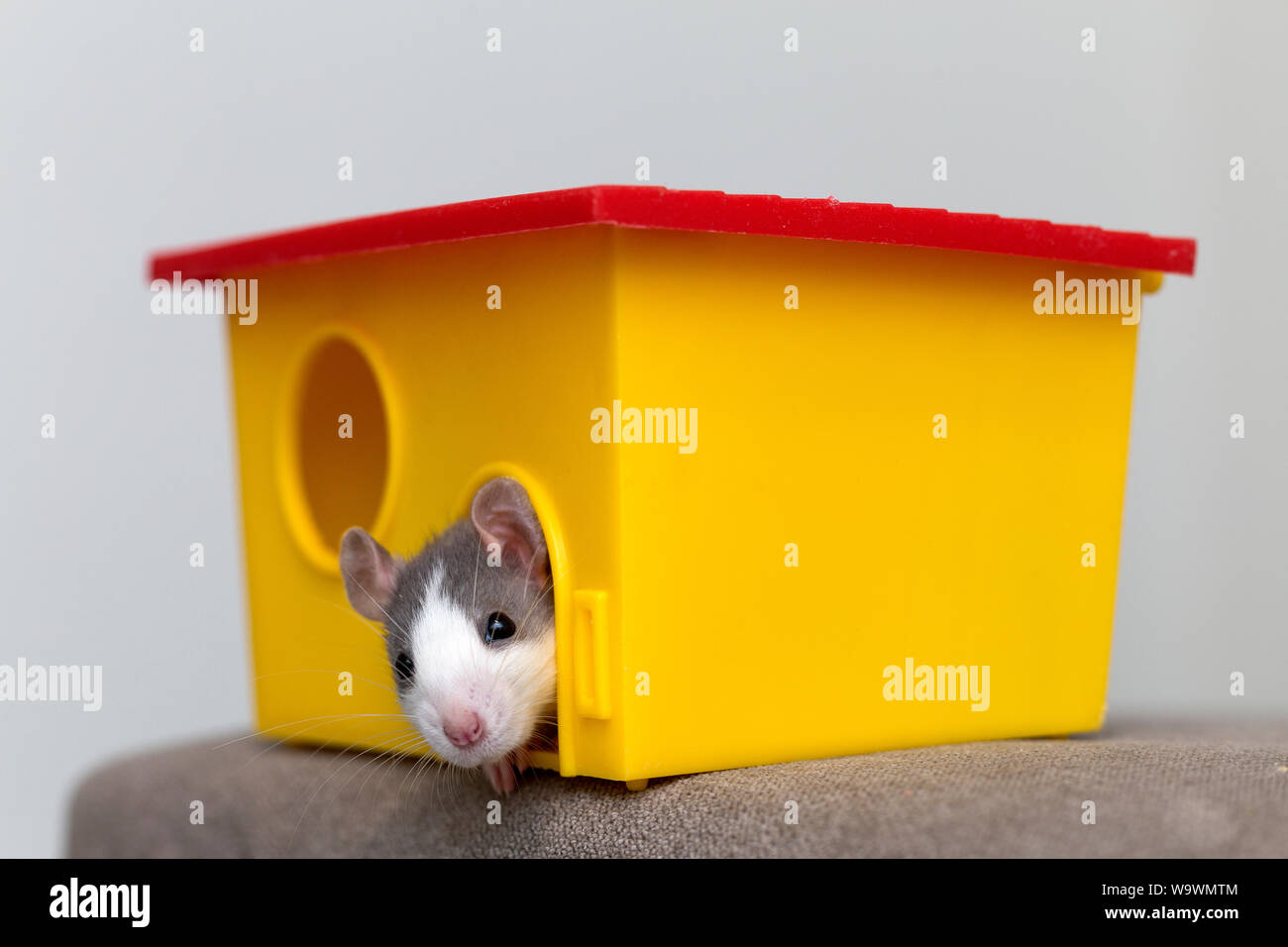Tamed mouse hi-res stock photography and images - Alamy