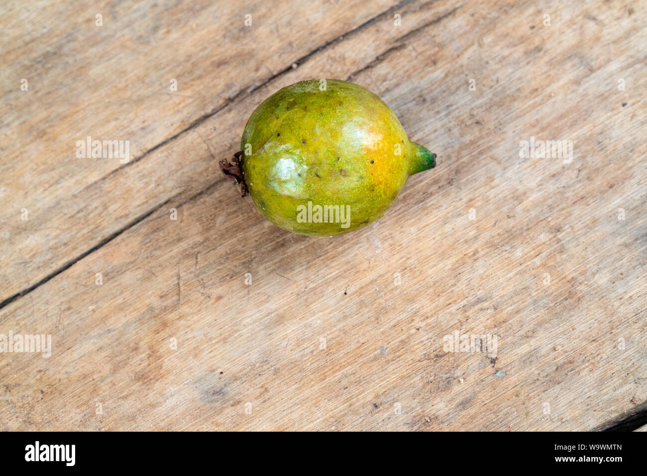 Macauba palm fruit hi-res stock photography and images - Alamy