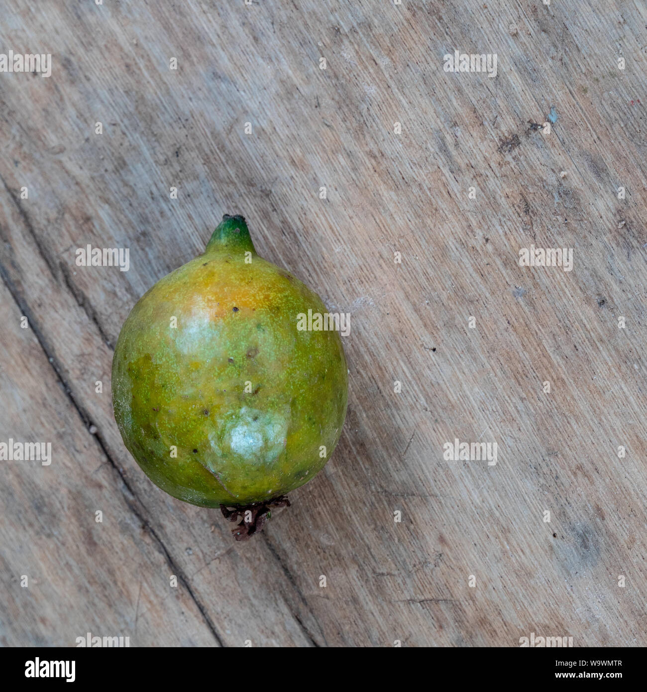 Macauba palm fruit hi-res stock photography and images - Alamy