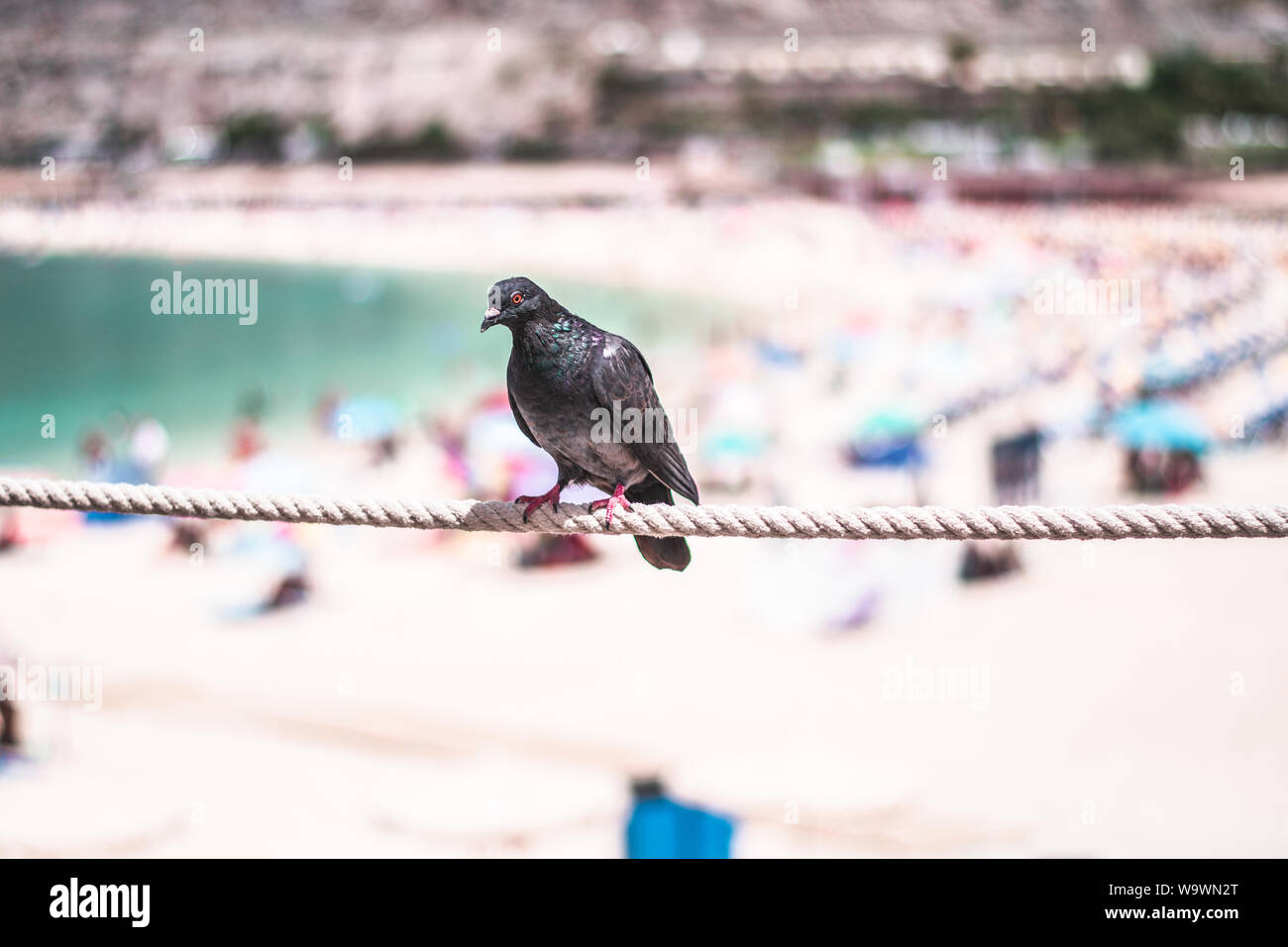 Close up head shot of beautiful speed racing pigeon bird Stock Photo ...