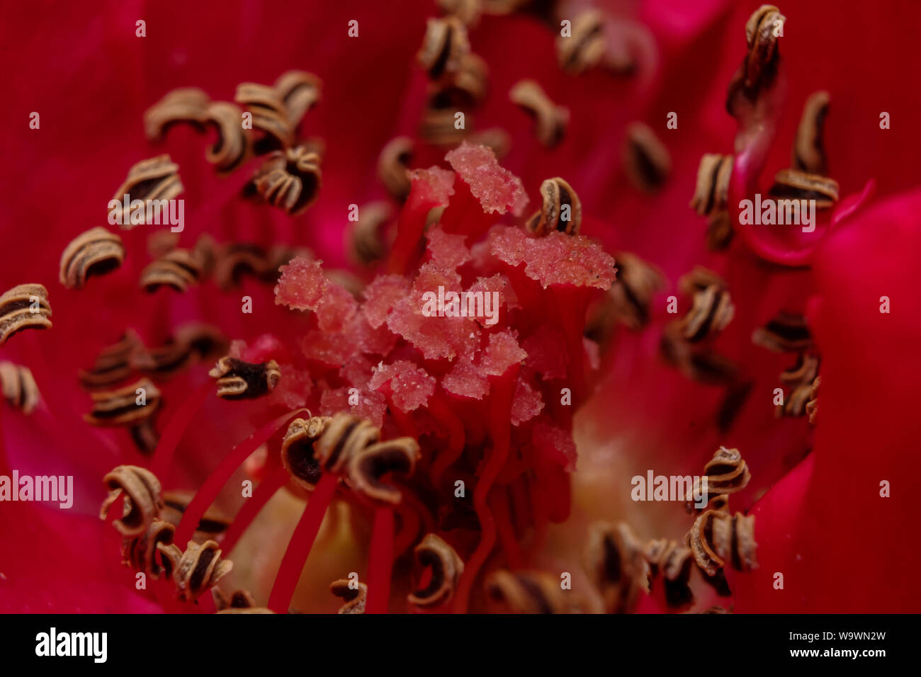 Macro of stamens and pollen inside a red rose Stock Photo - Alamy