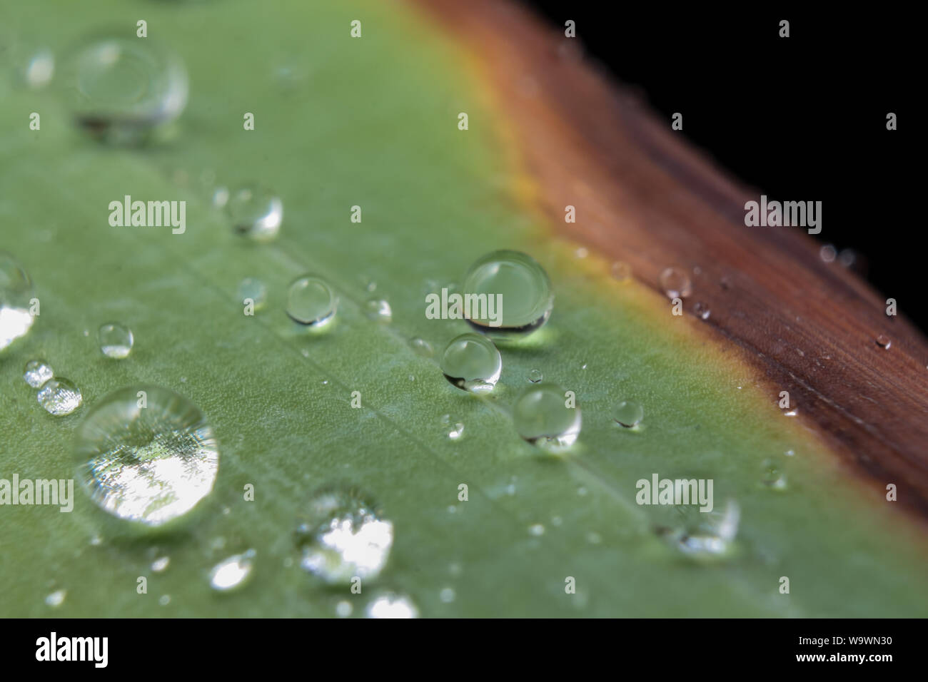 Water drops of the rain over a leaf Stock Photo - Alamy