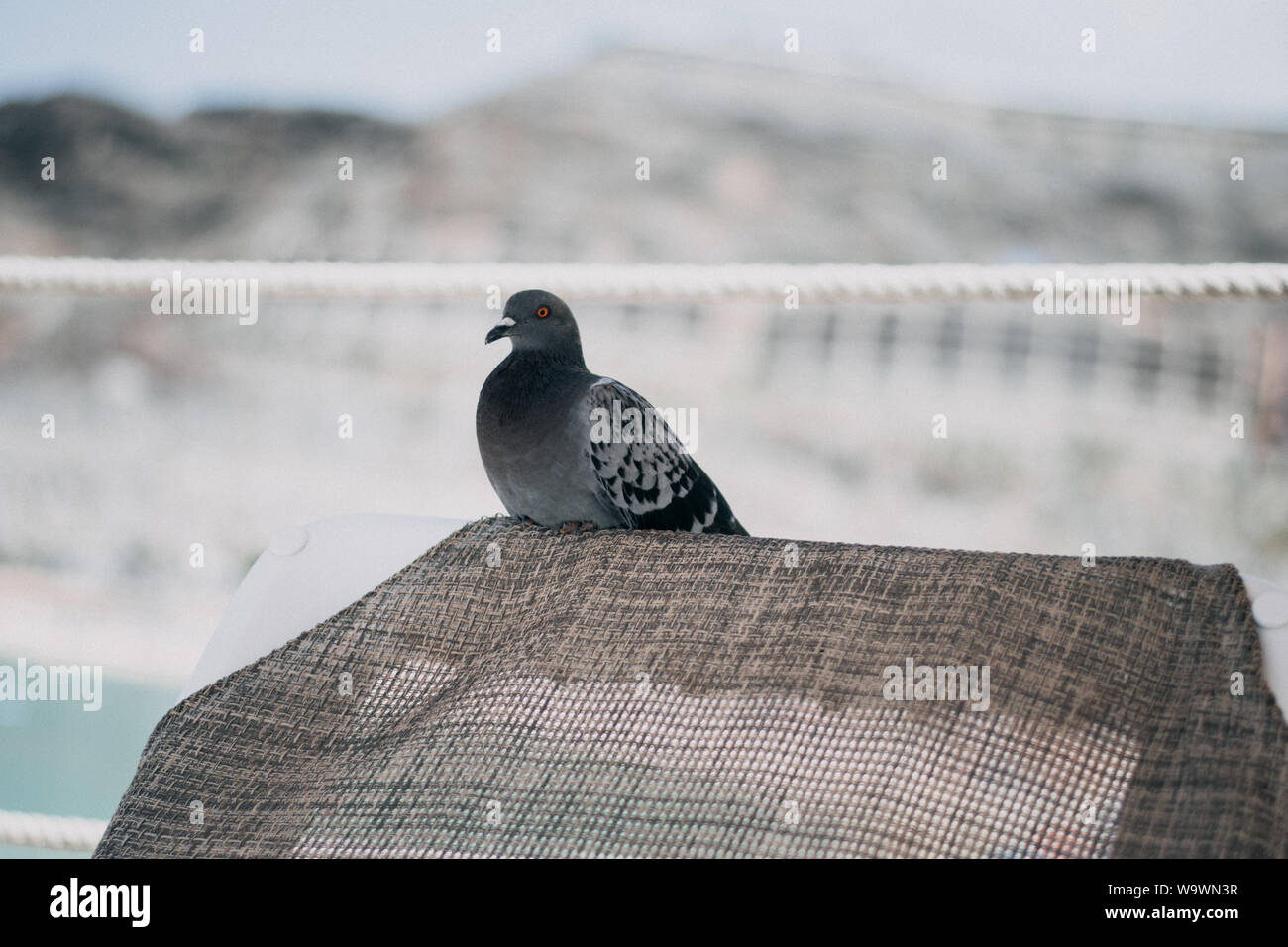 Gorgeous Pigeon High Resolution Stock Photography and Images - Alamy