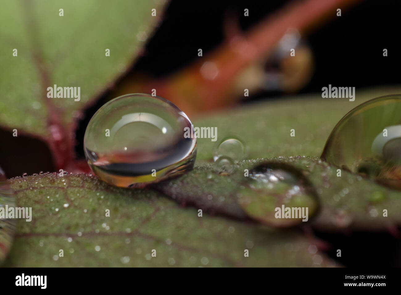 Water drops of the rain over a leaf Stock Photo - Alamy