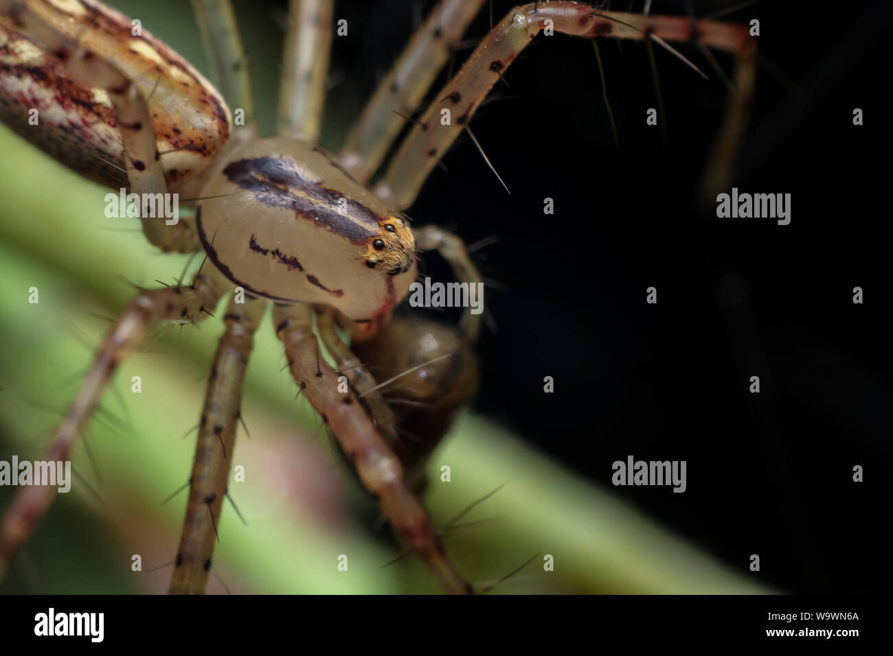 Close-up of a green lynx spider from Brazil eating an insect Stock ...