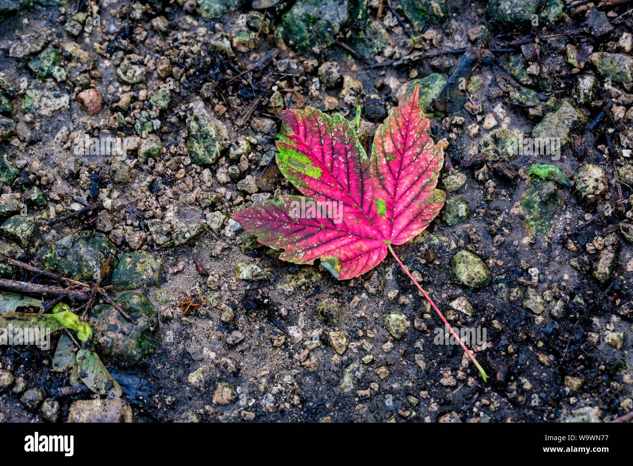 Single red fallen leaf on dark ground Stock Photo - Alamy