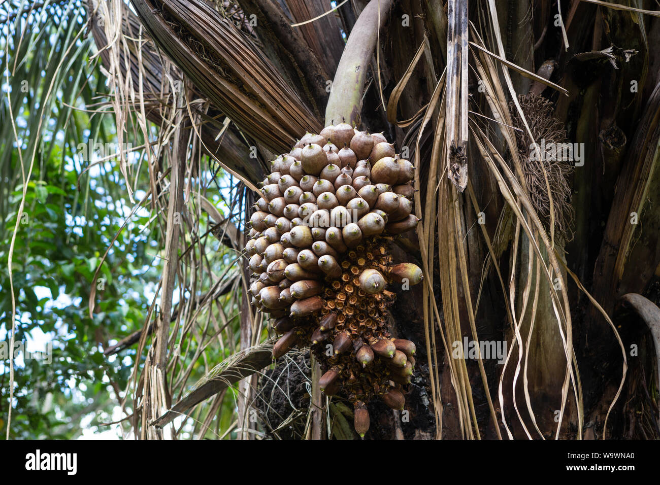 Amazon Rainforest Fruit Trees