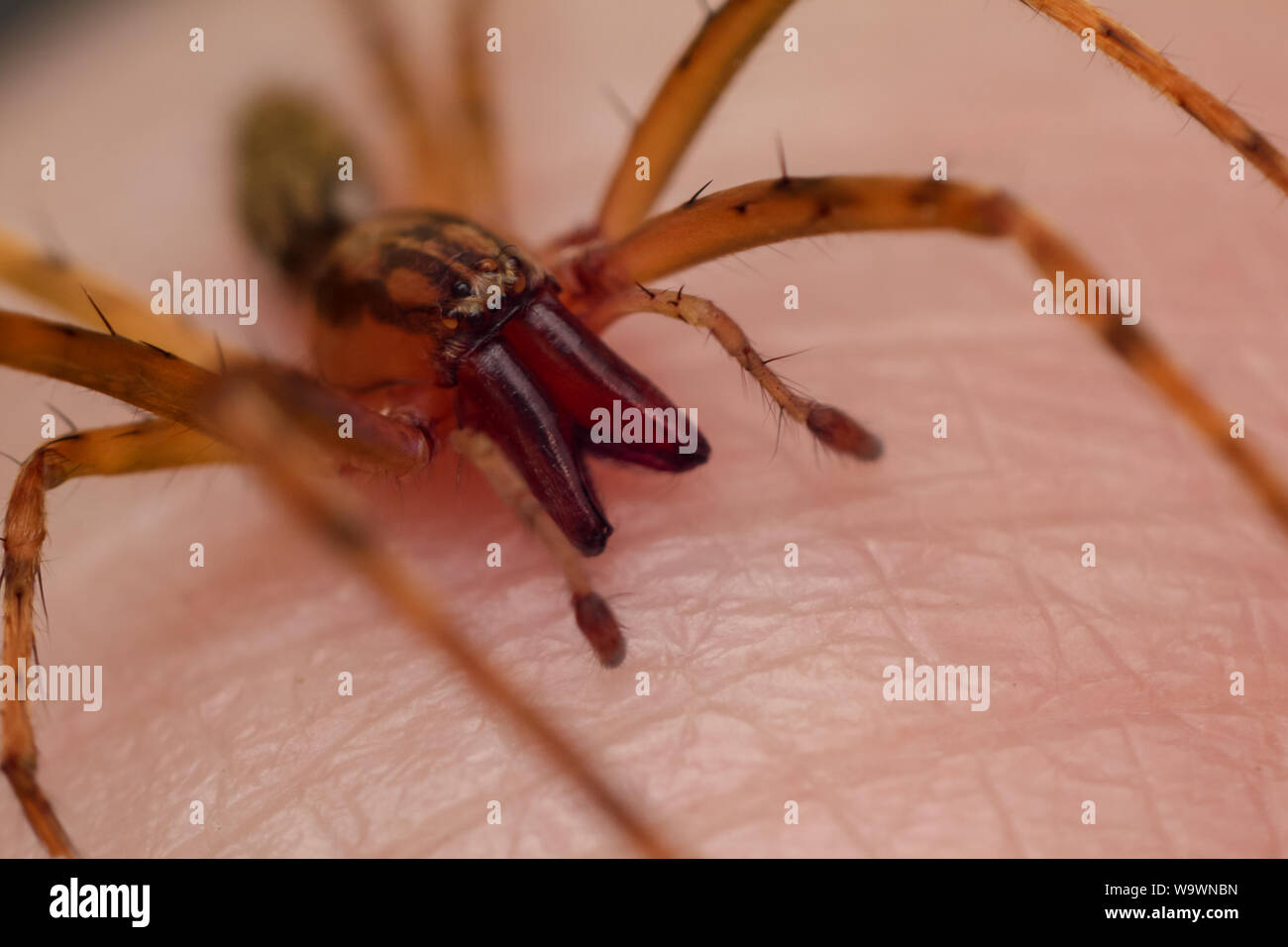 Macro of a ghost spider (Anyphaenidae) being handled Stock Photo - Alamy