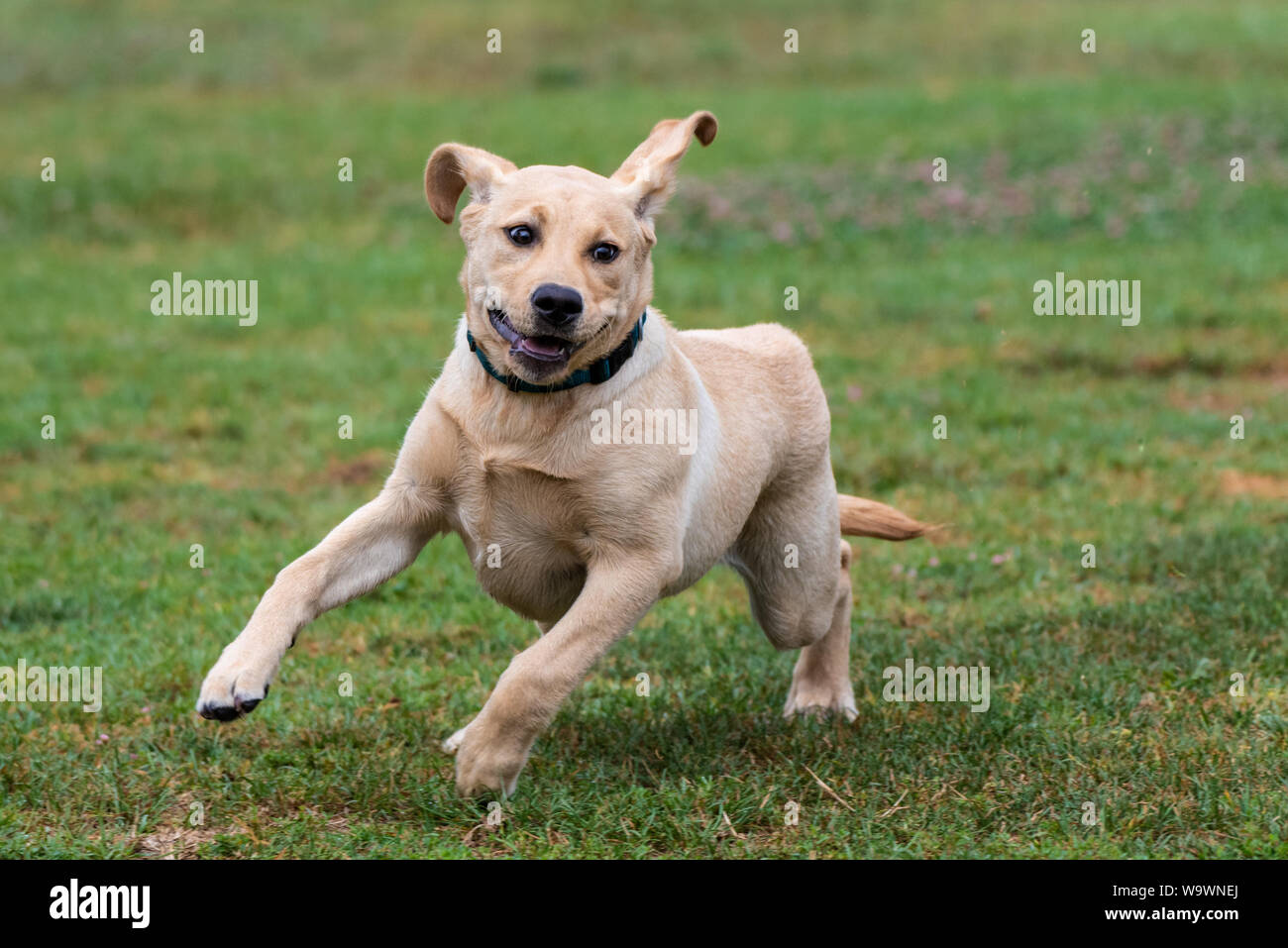 Excited yellow labrador puppy hi-res stock photography and images - Alamy