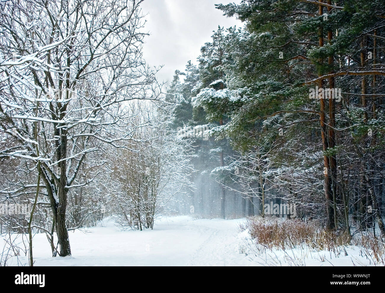 The trail in the forest hi-res stock photography and images - Alamy