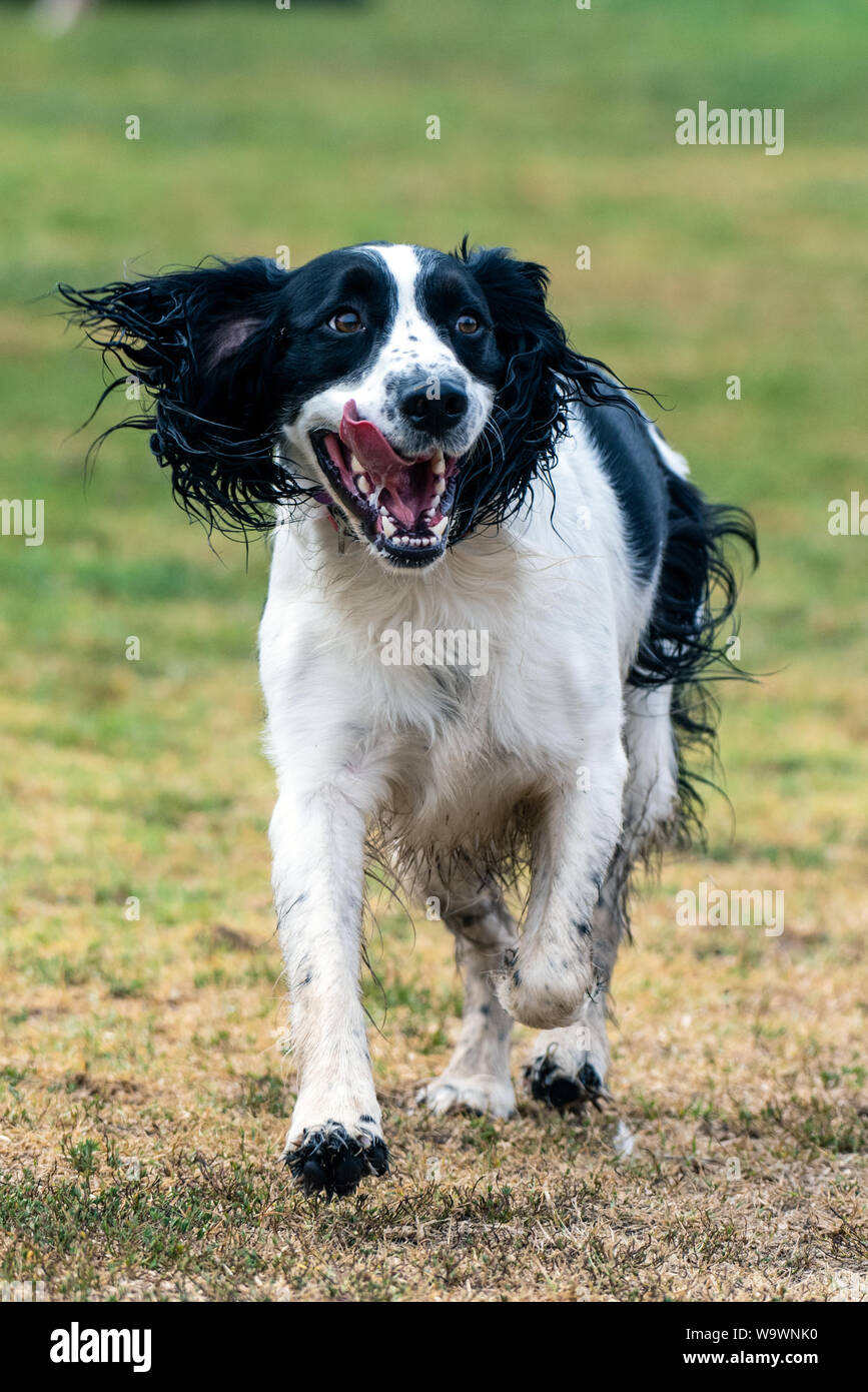 Brittnay Spaniel dog jogging across grass at park with open mouth and ...