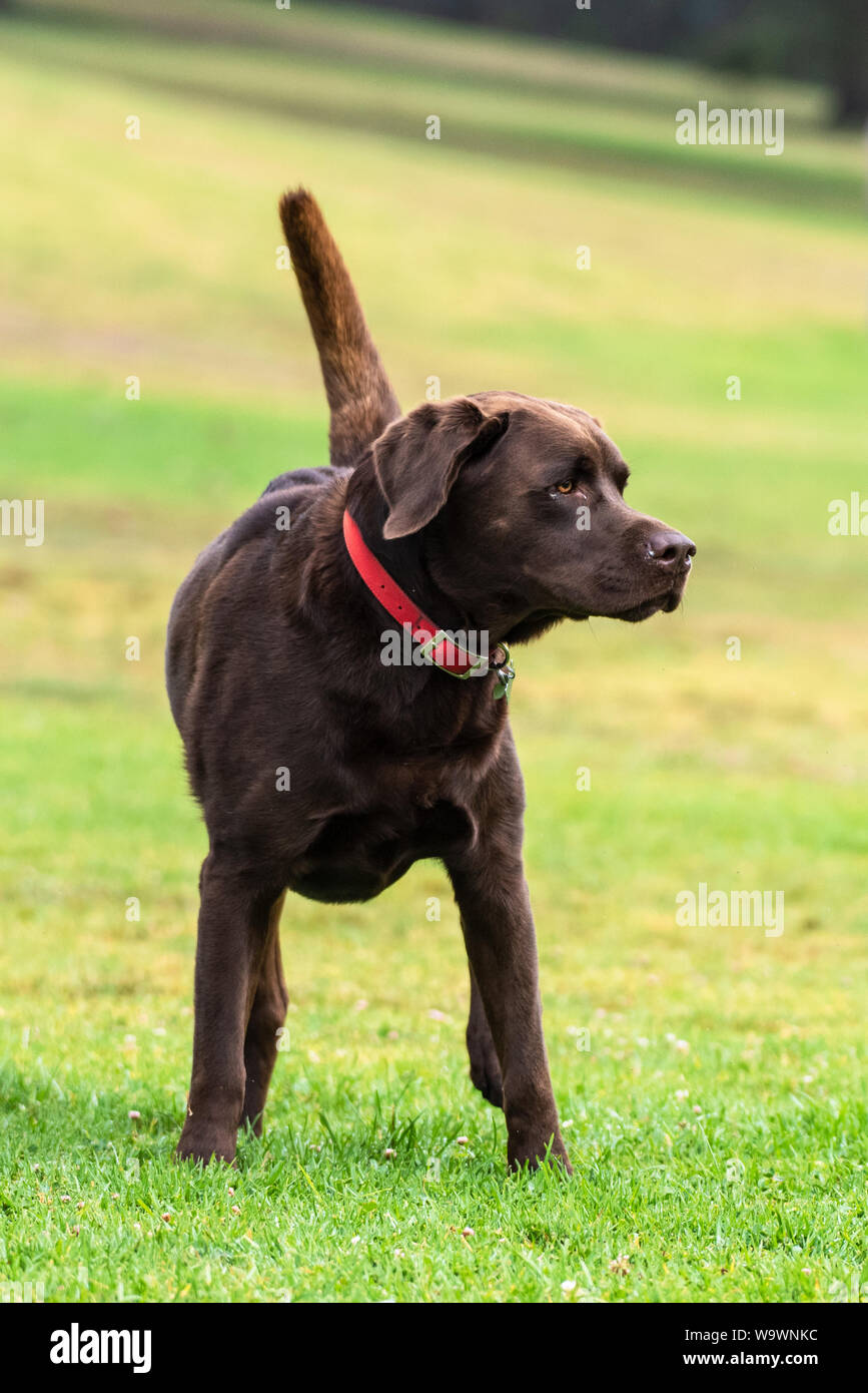 Chocolate Labrador dog standing alert in grass at park with attention ...