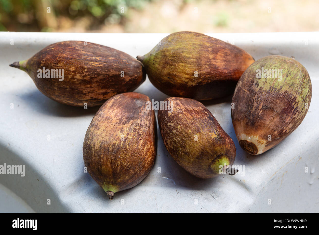 Close-up of Urucuri Palm fruits isolated on light background. Very ...