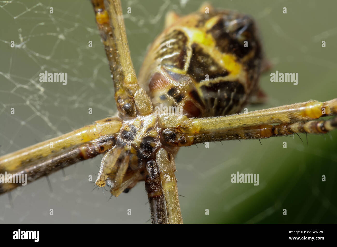 Silver argiope argentata orb weaver spider hi-res stock photography and ...