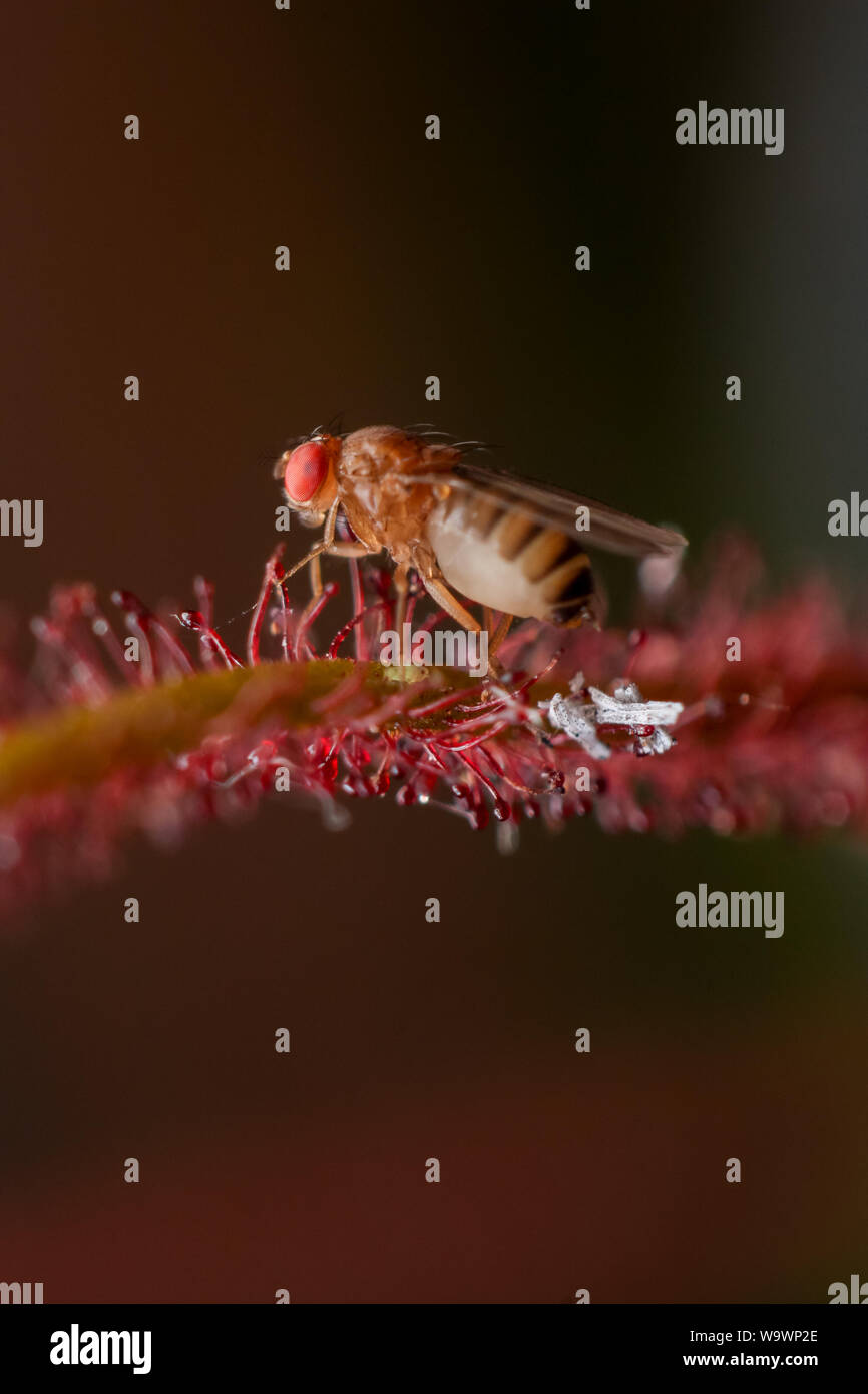 Mosca carnivora hi-res stock photography and images - Alamy
