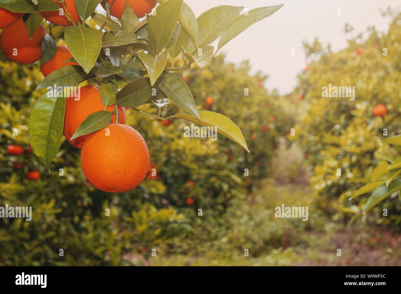 Fruit harvest harvesting oranges hi-res stock photography and images ...