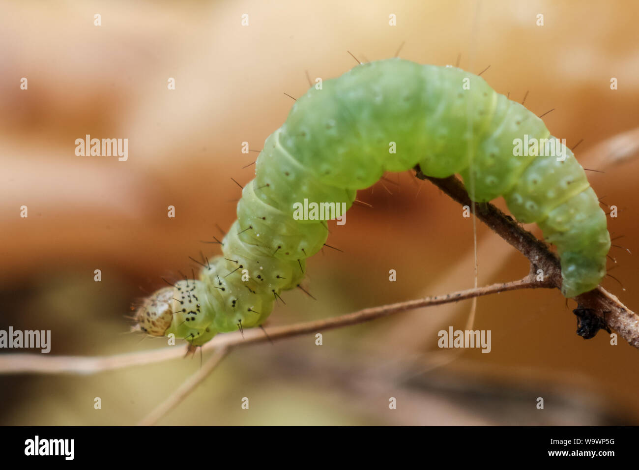 Garden caterpillar, green larva of a moth Stock Photo - Alamy