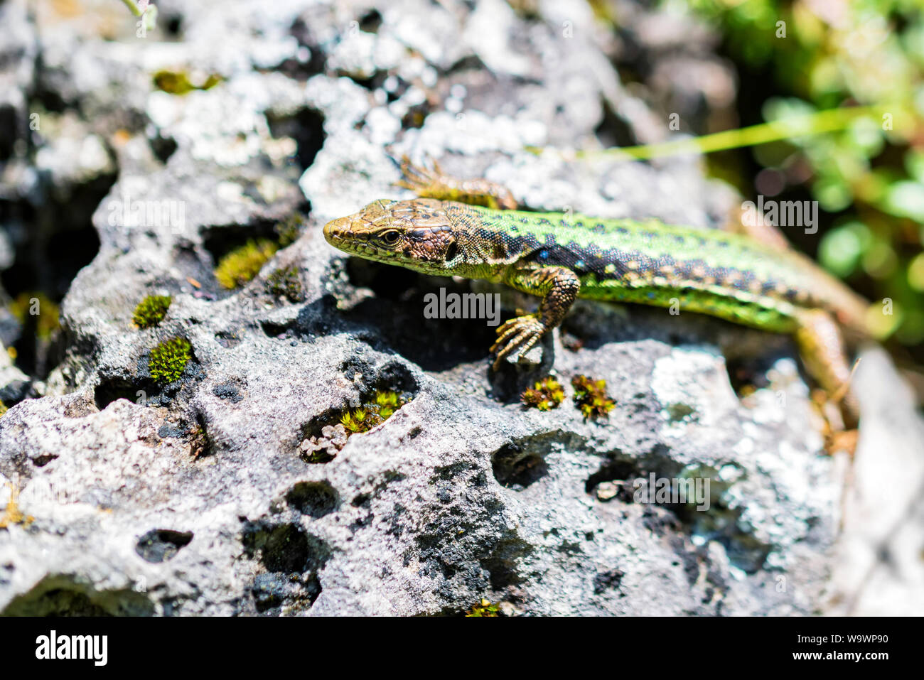 Reptile georgia caucasus wildlife hi-res stock photography and images ...