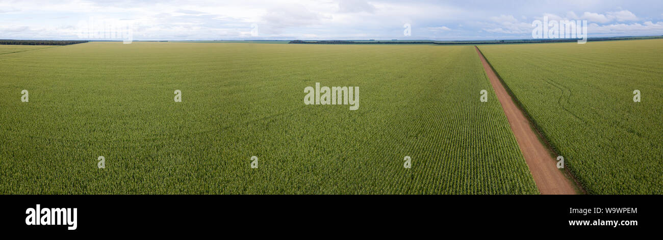 Sunny cornfield hi-res stock photography and images - Alamy