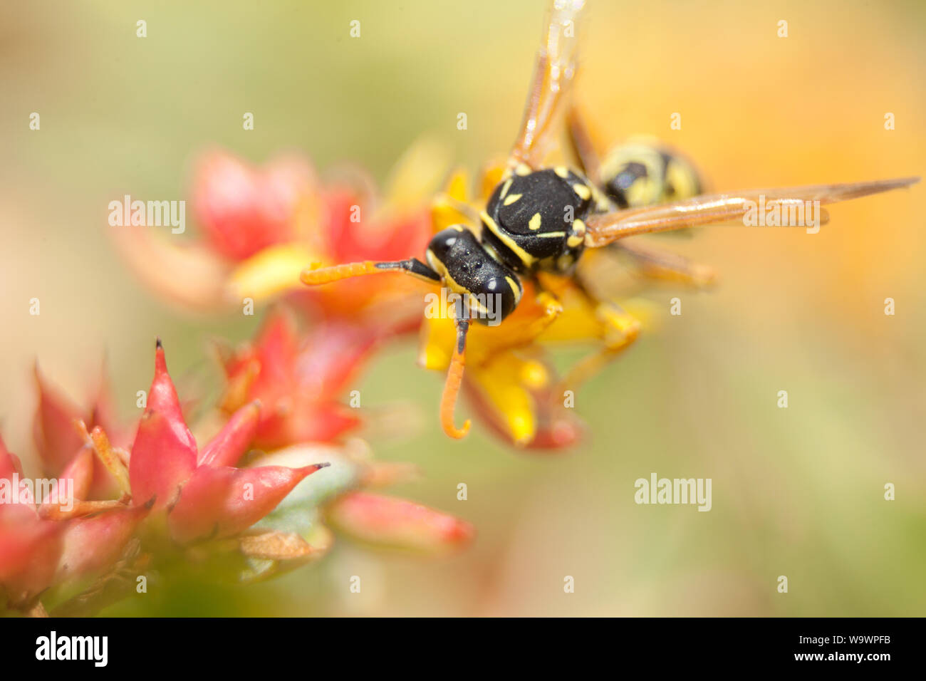 Polistes species hi-res stock photography and images - Alamy
