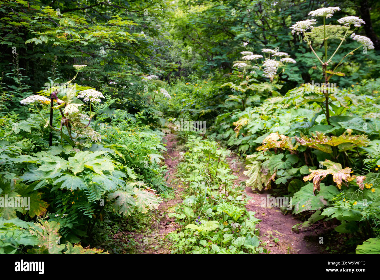View of path in summer forest with lush wild vegetation on sides on ...