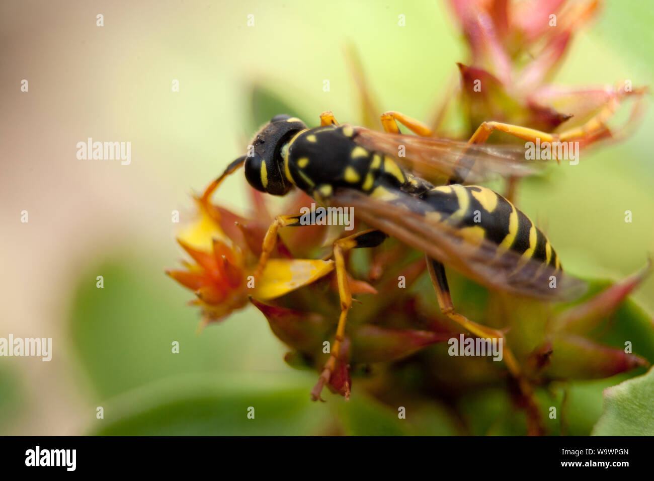 European paper wasp (Polistes dominula Stock Photo - Alamy