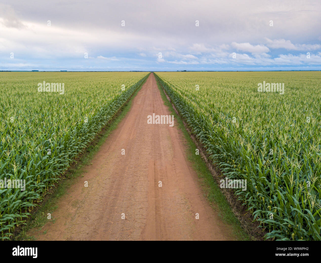 Aerial view of Cornfield and dirt road in clear summer day. Agriculture ...