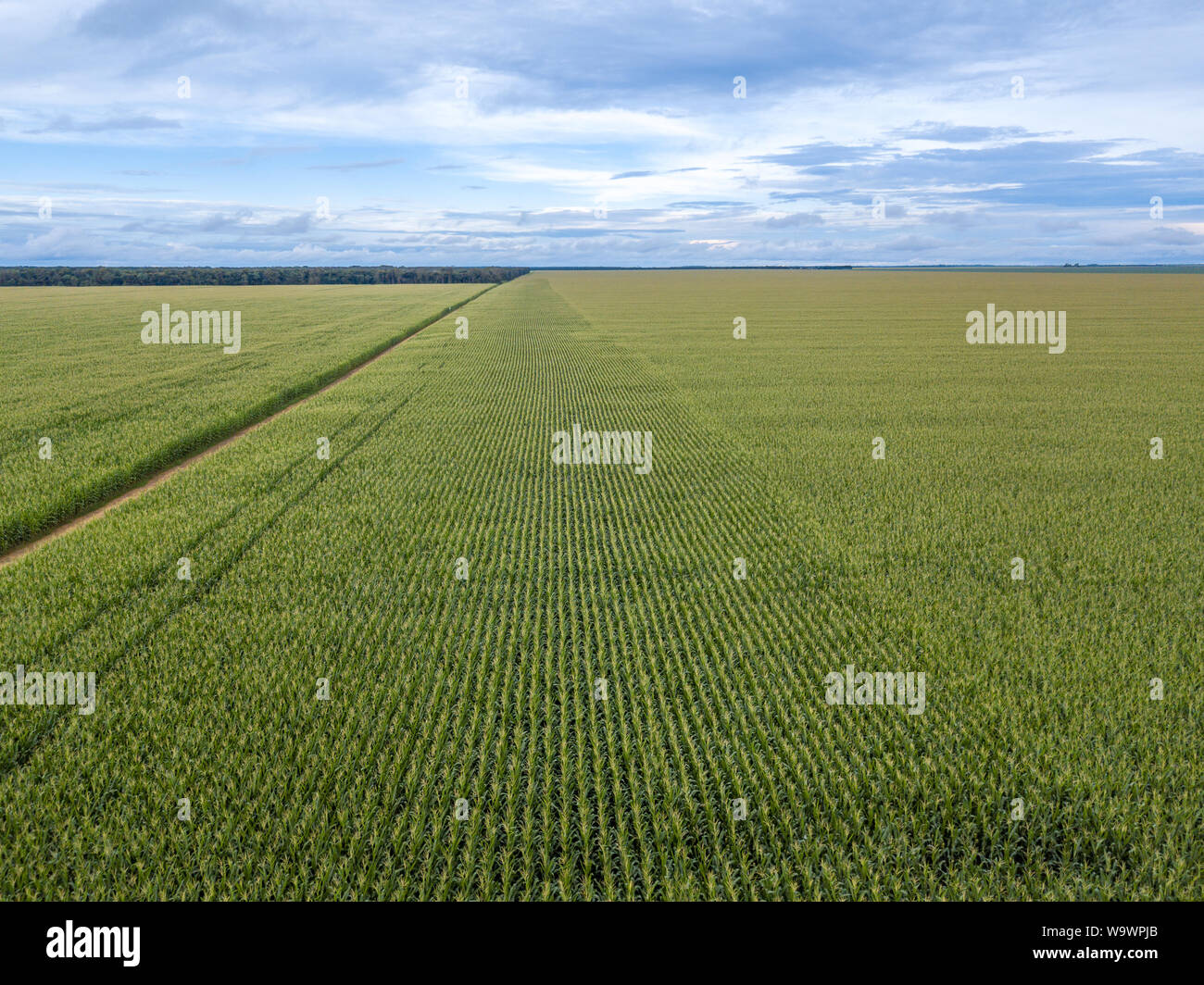 Beautiful aerial view of Cornfield in clear summer day. Agriculture ...