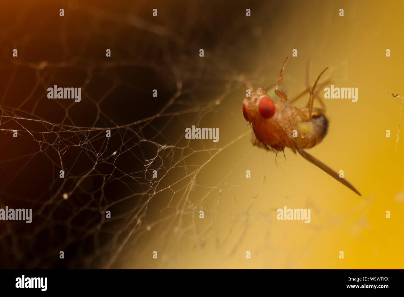 Fruit fly (drosophila) trapped on a spider web Stock Photo - Alamy