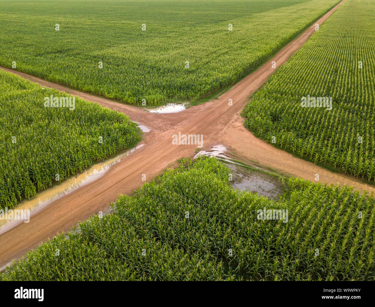 Aerial view of Cornfield and dirt roads in clear summer day ...
