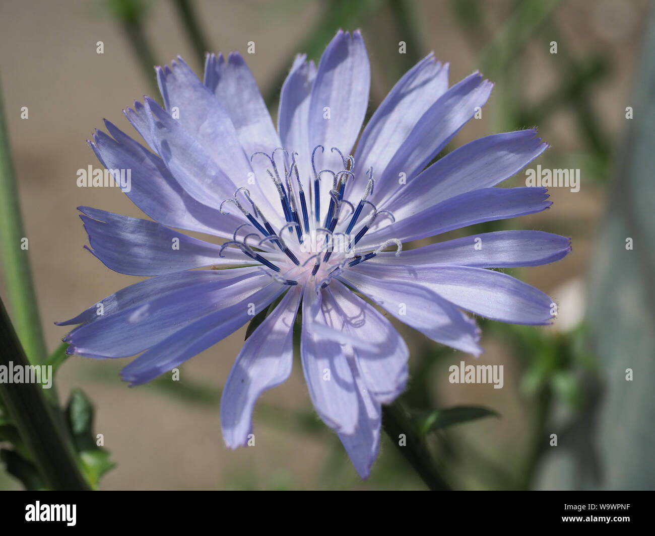 Succory flower hi-res stock photography and images - Alamy