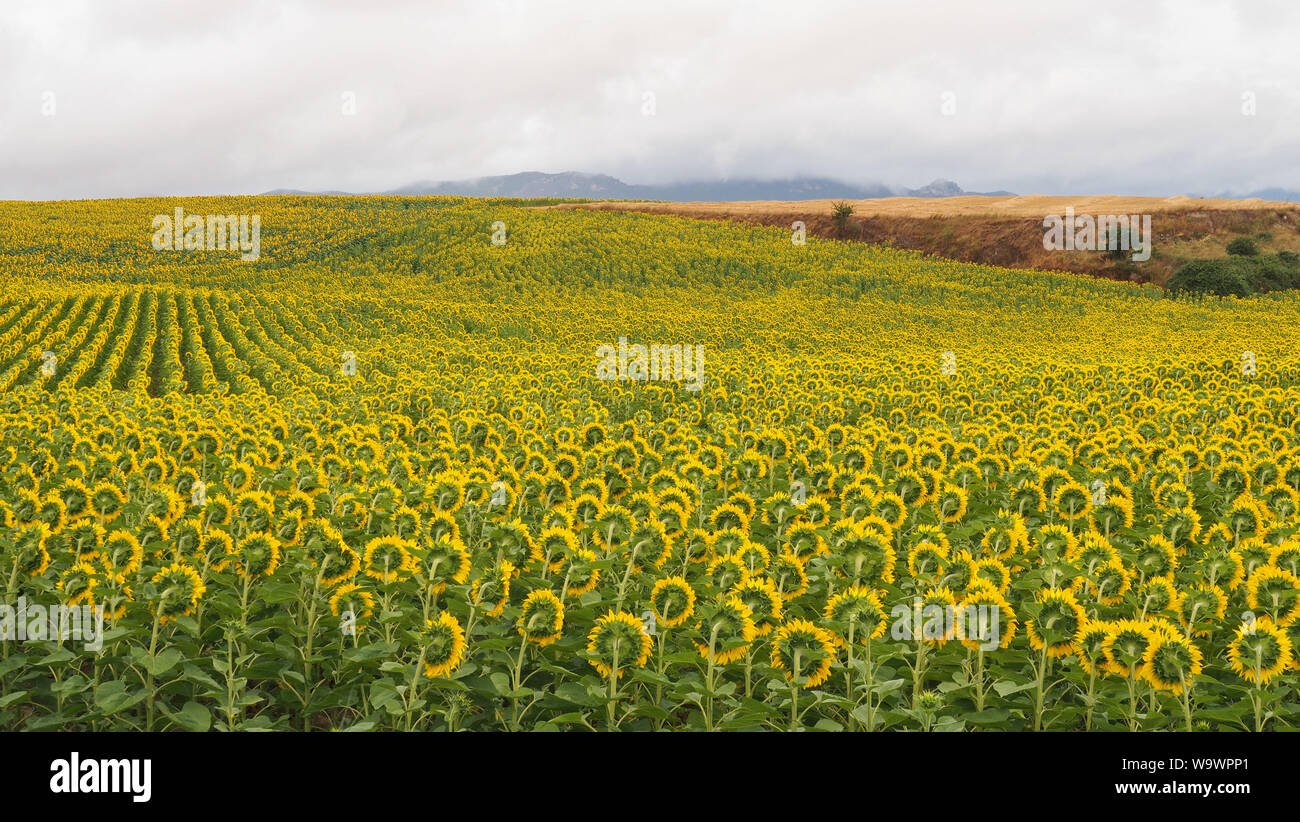 Yellow sunflowers hi-res stock photography and images - Alamy