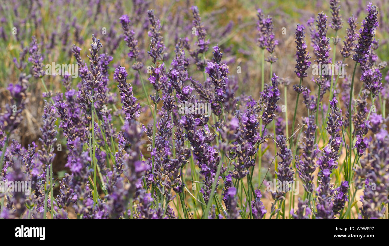 Scented blue-violet lavender flowers close up. Lavandula, common name ...