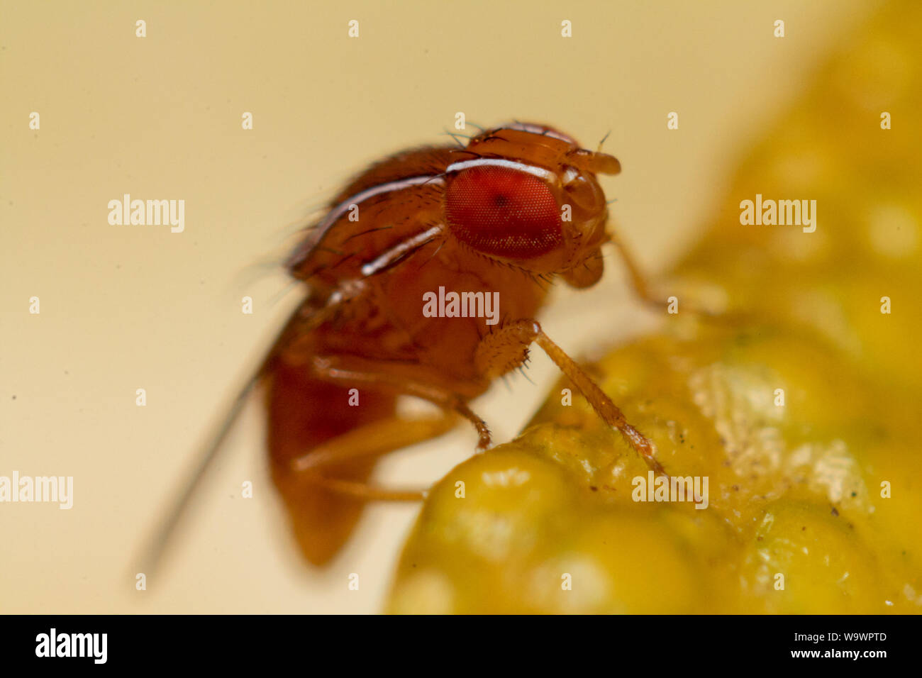 Close-up of fruit fly (drosophila) on a fruit showing the insect in ...