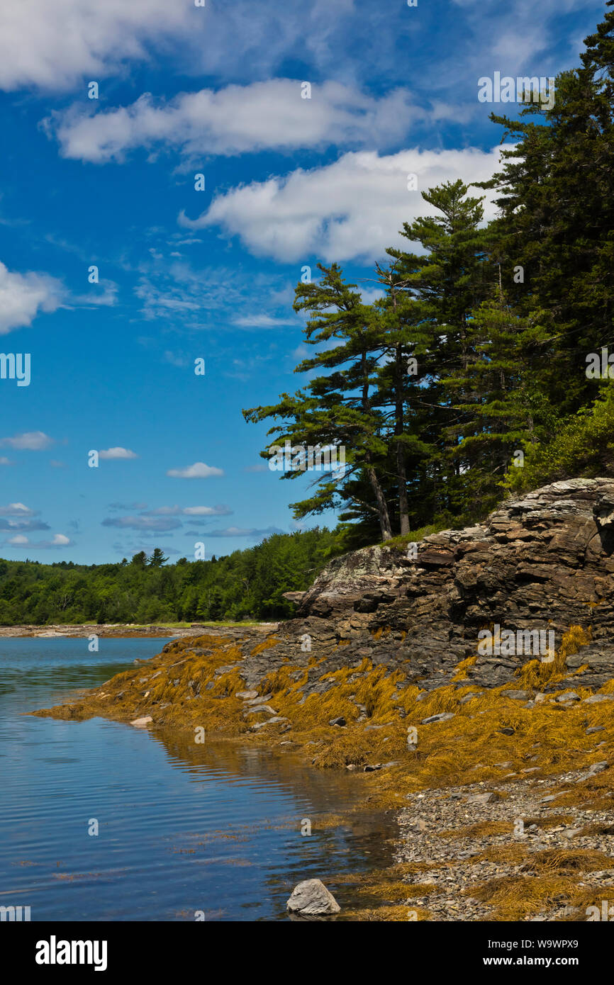 Seaweed and forest at low tide in BLUE HILL BAY - MAINE Stock Photo - Alamy