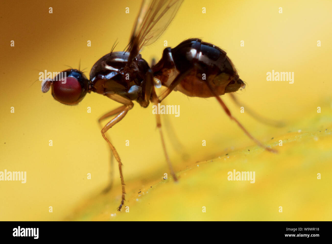 Colorful macro of a fruit fly with a fruit background, showing the ...