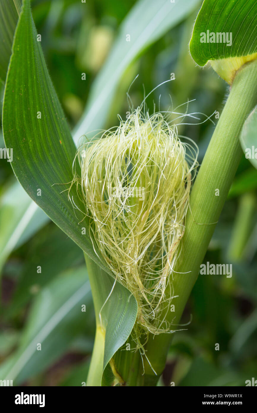 Growing of grain hi-res stock photography and images - Alamy