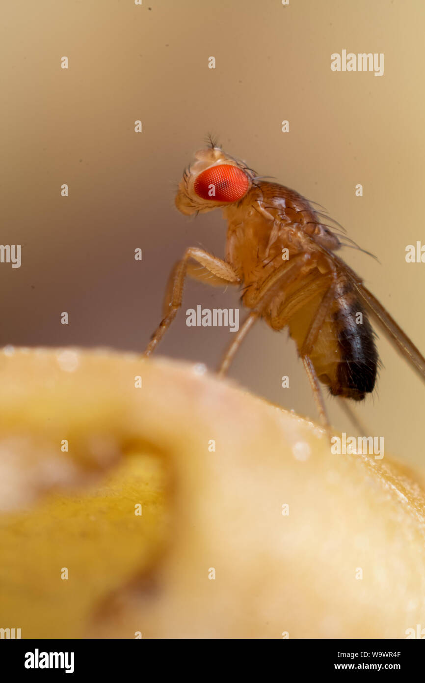 Colorful macro of a fruit fly with a fruit background, showing the ...