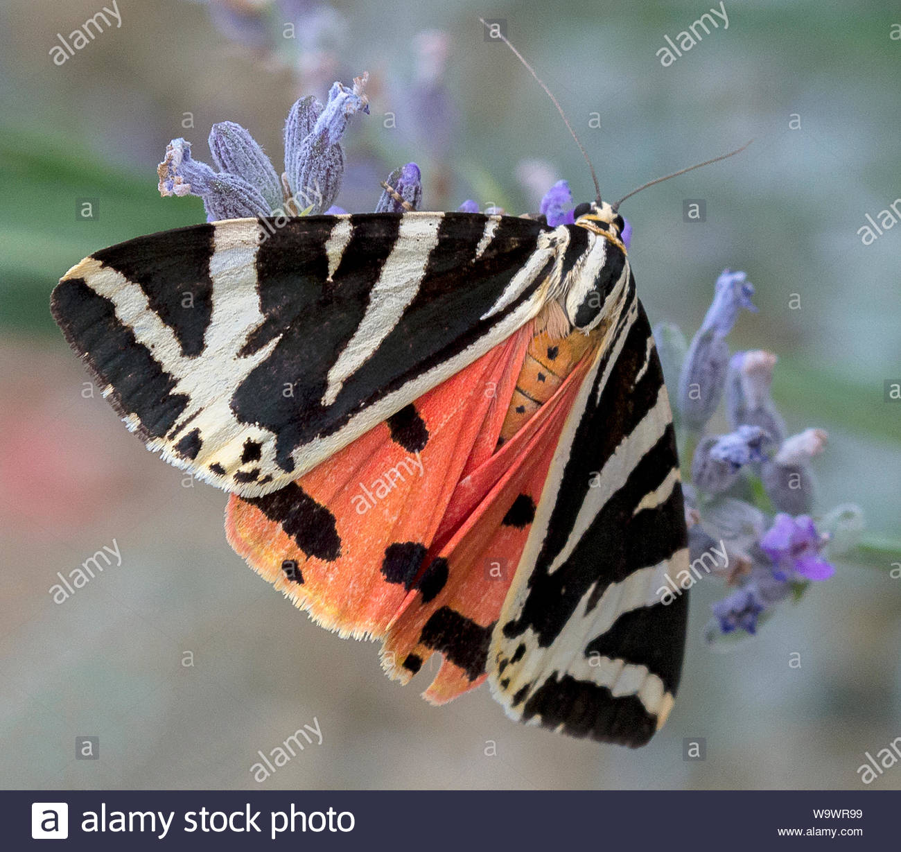 White Fuzzy Moth Stock Photos & White Fuzzy Moth Stock Images - Alamy