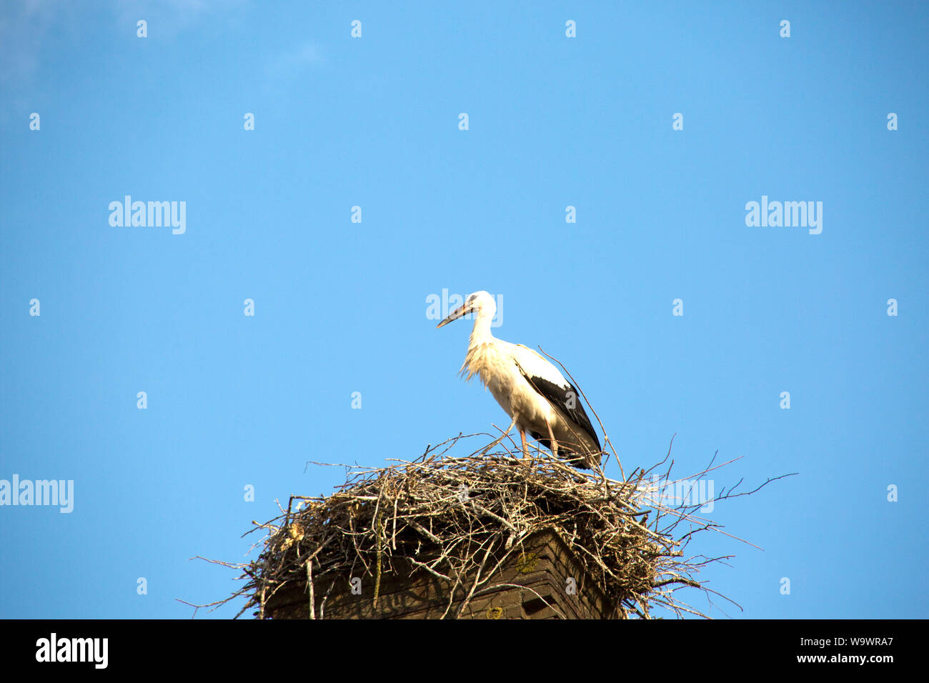 Weißstorch, Klapperstorch (Ciconia ciconia) - Jungvogel im Nest auf ...