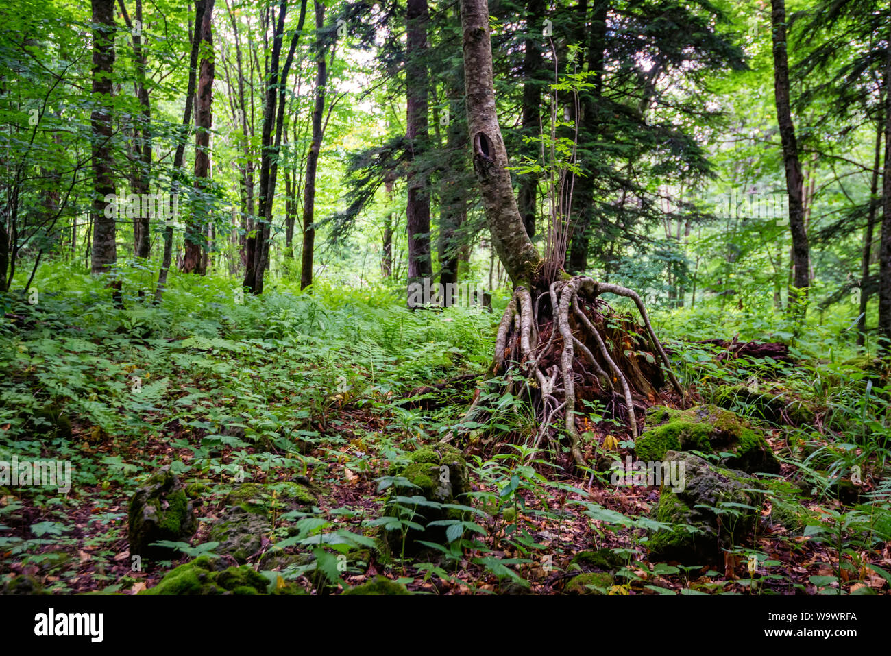Tress with moss hi-res stock photography and images - Alamy