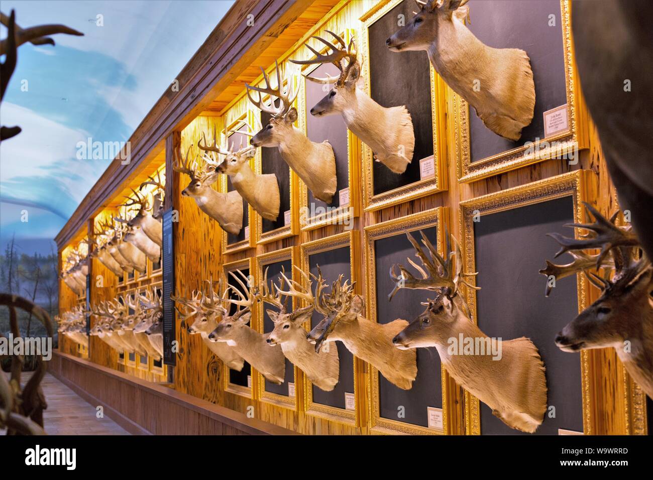 Bass Pro Museum Springfield Mo