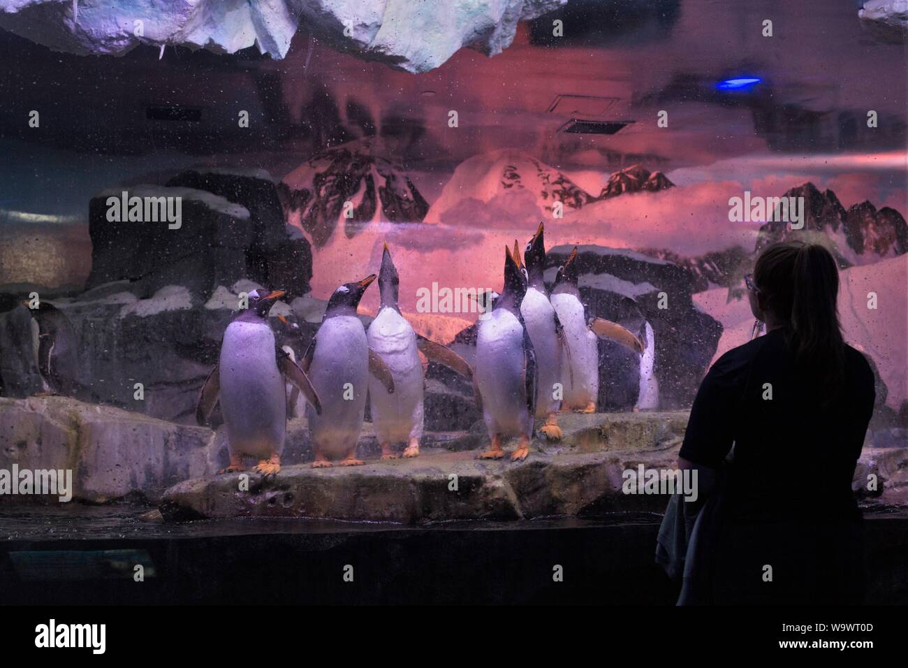A girl looking at penguins on display at Johnny Morris' Wonders of ...