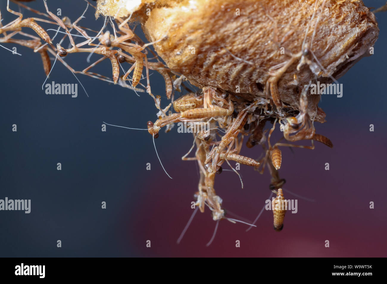 Praying mantis eggs hi-res stock photography and images - Alamy