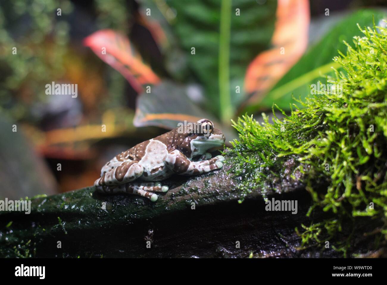 A live milk frog on display at Johnny Morris' Wonders of Wildlife ...
