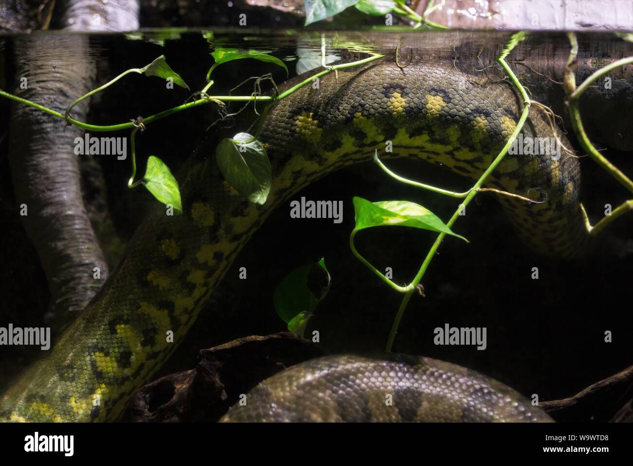 Green anaconda hi-res stock photography and images - Alamy