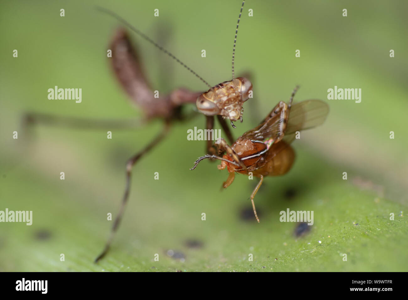 Mantis feeding hi-res stock photography and images - Alamy